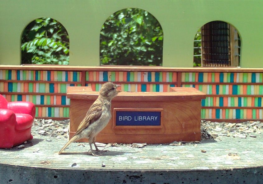 allthebooks – Bird Library