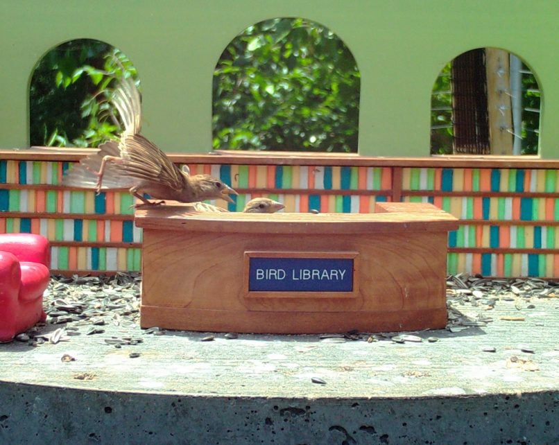 Duck! – Bird Library