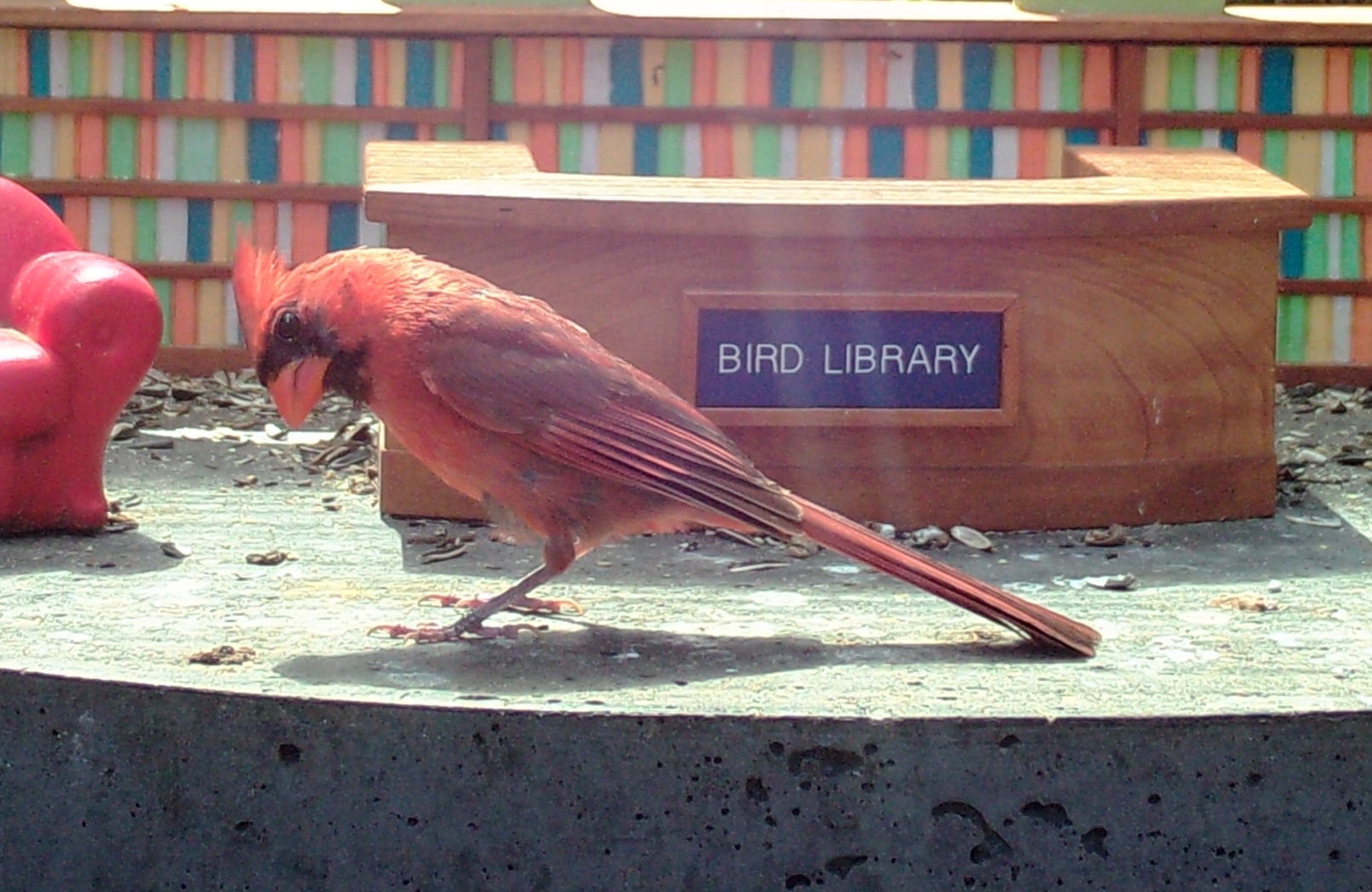 Side Eye – Bird Library