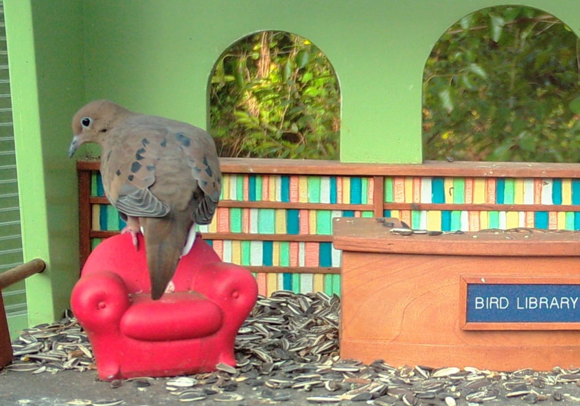 October 2019 – Bird Library