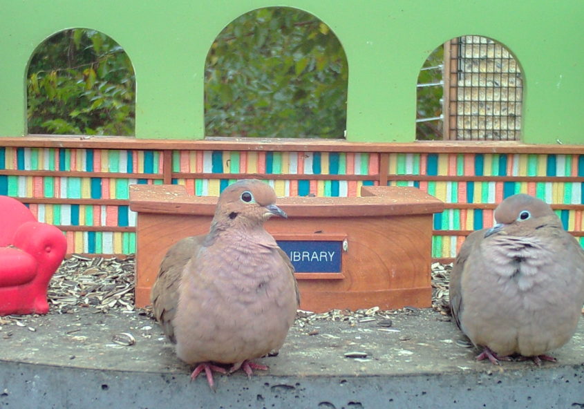 October 2019 – Bird Library