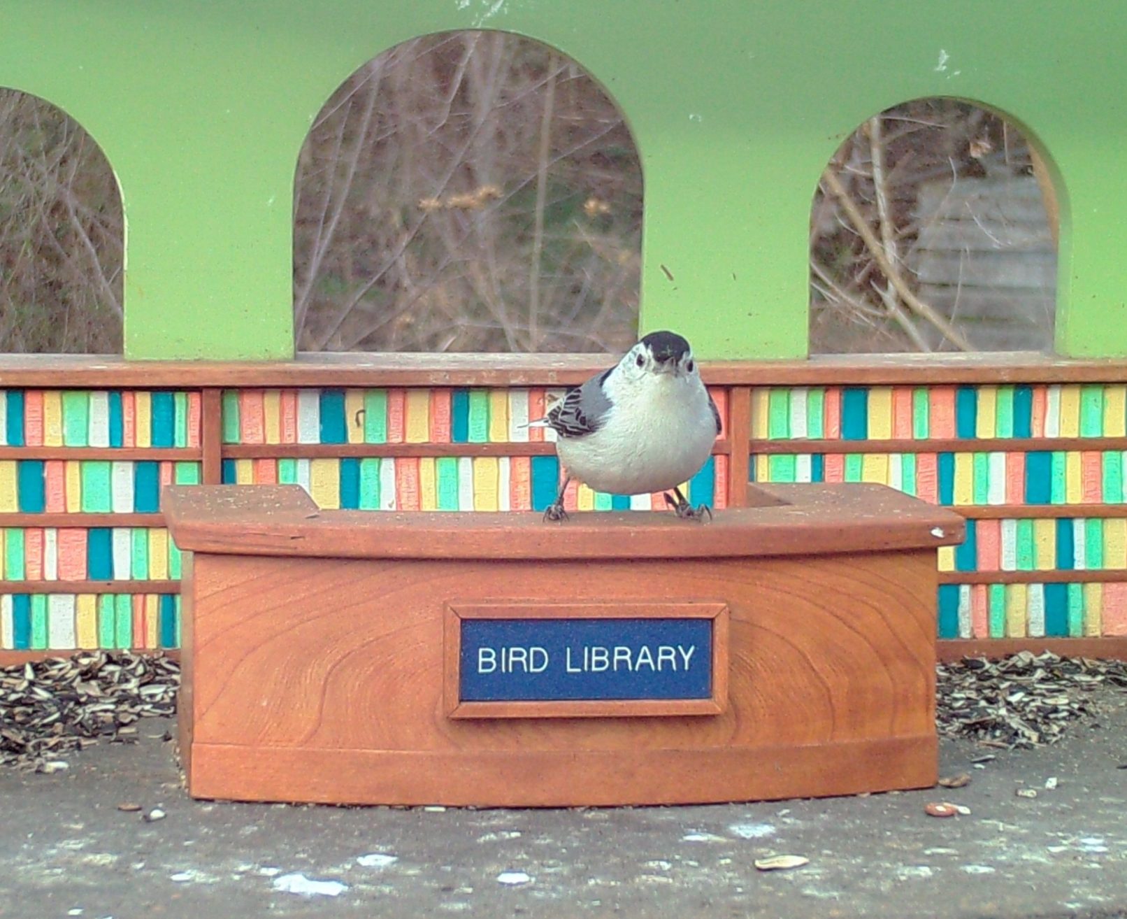 Miniature Penguin – Bird Library