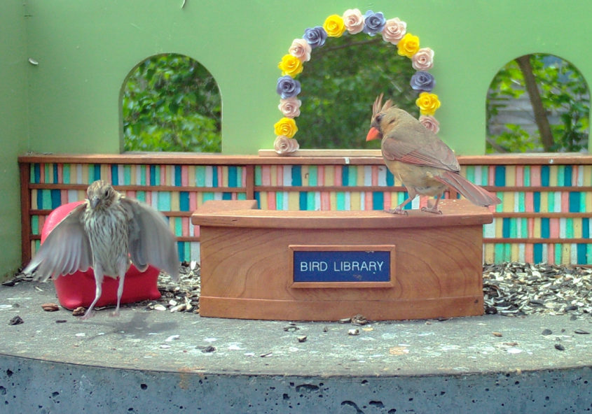 May 2020 – Bird Library