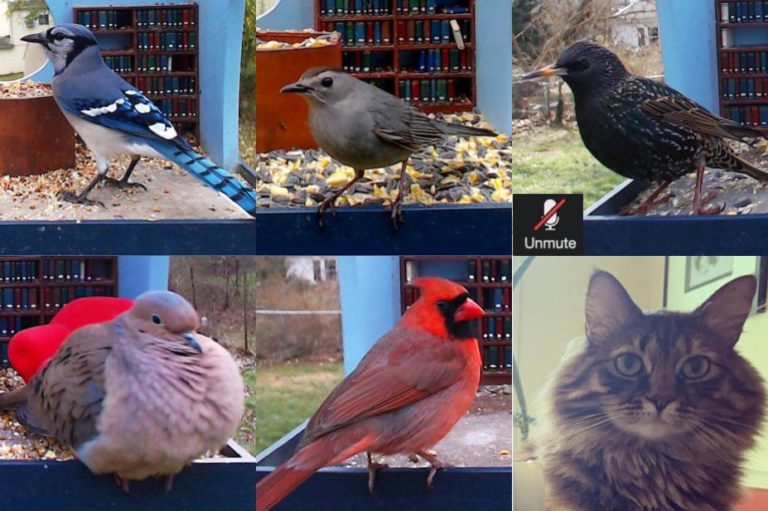Bird Zoom – Bird Library