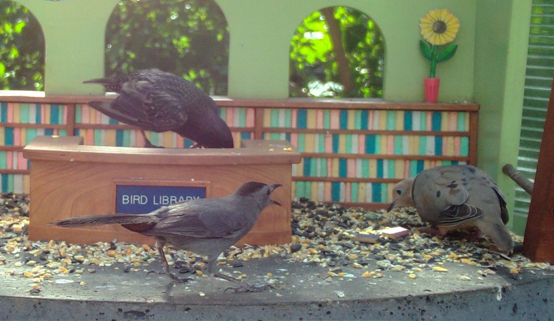 Catbird – Bird Library