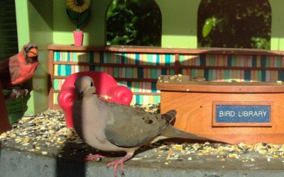 Bird Library – Feeding the birdbrains of Virginia
