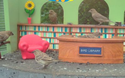 Bird Library – Feeding the birdbrains of Virginia